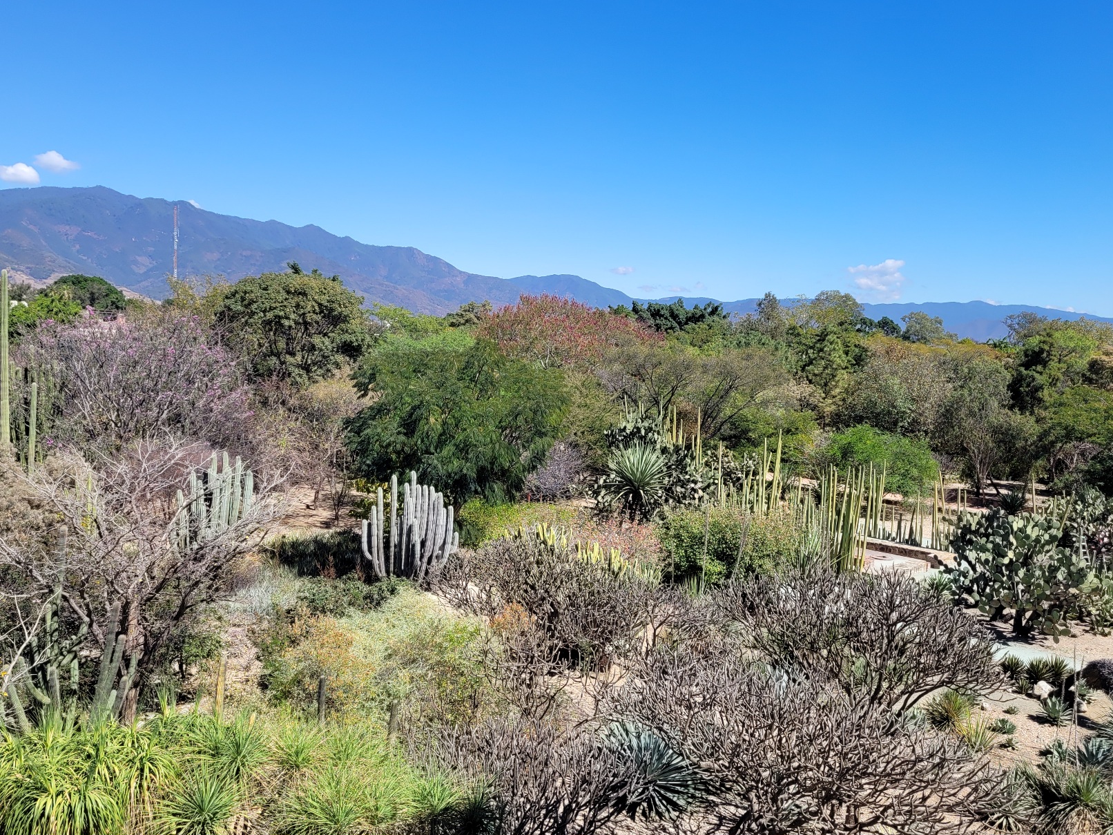 Cultural Crosswinds, Why Do the Tourists Come to Oaxaca? More Oaxaca ...